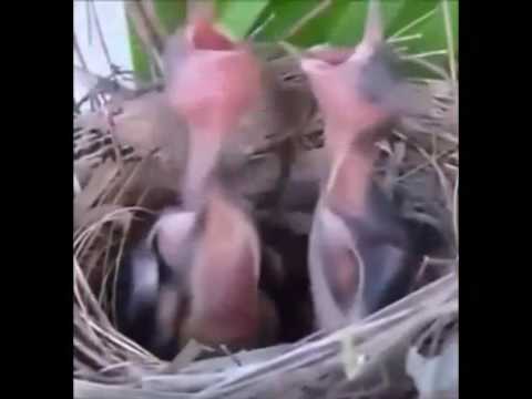 Hoje é sexta-feira ( descubra o q te a mais q um "Macaco🐵" falando e ...