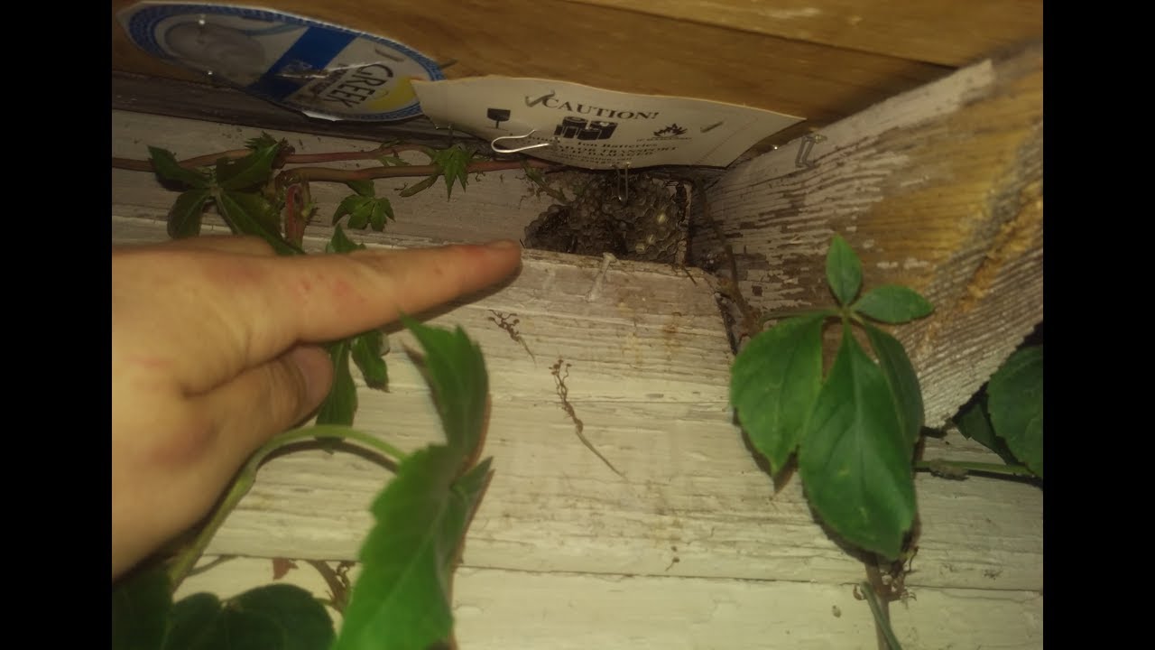 Are Paper Wasps Aggressive/Dangerous? Finger Poking Nest to Find Out ...