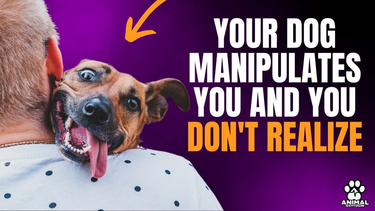 YOUR DOG DECEIVES AND MANIPULATES YOU WITHOUT YOU NOTICING - YouTube