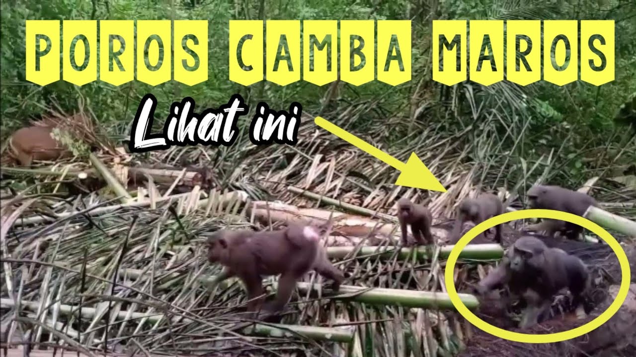 KERUMUNAN MONYET DI JALAN POROS CAMBA MAROS - YouTube