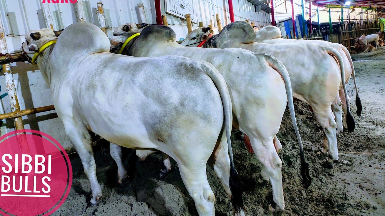 240 | Huge Sibbi Bulls Lineup | Display Time | বিশাল সব সিব্বি ষাঁড় ...