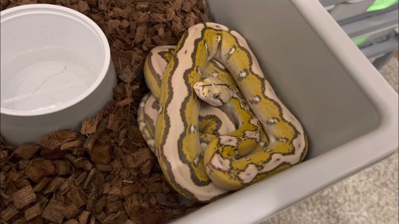 Orange Glow Motley Reticulated Python - YouTube