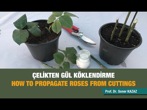 Çelikten Gül Köklendirme, How To Propagate Roses From Cuttings, Gül Çoğaltma, Rose Propagation