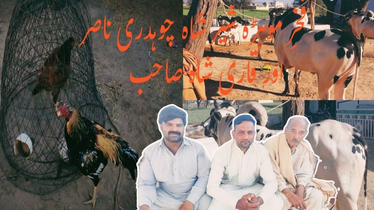 Mohra Sher shah desi dera #dairy farm #hen farm #bulls #goats ...