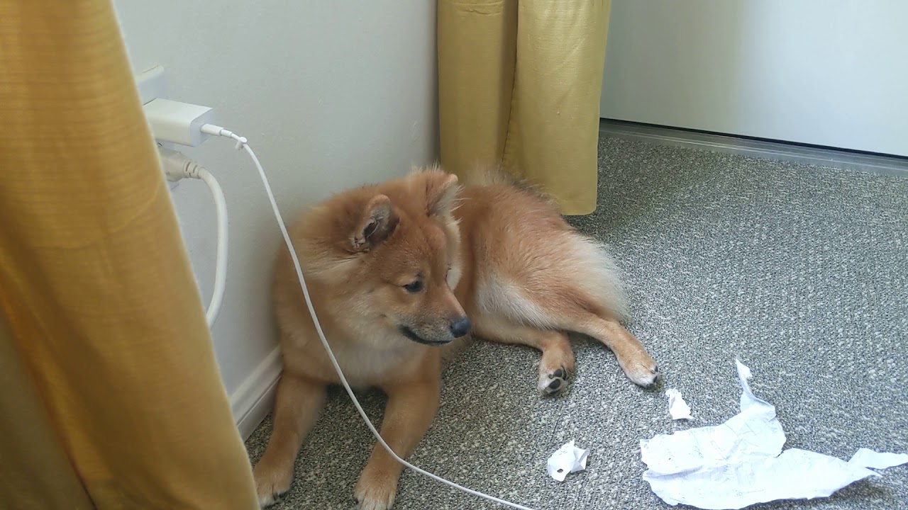 Shiba Inu (puppy) cat (mewing instead of barking) - YouTube