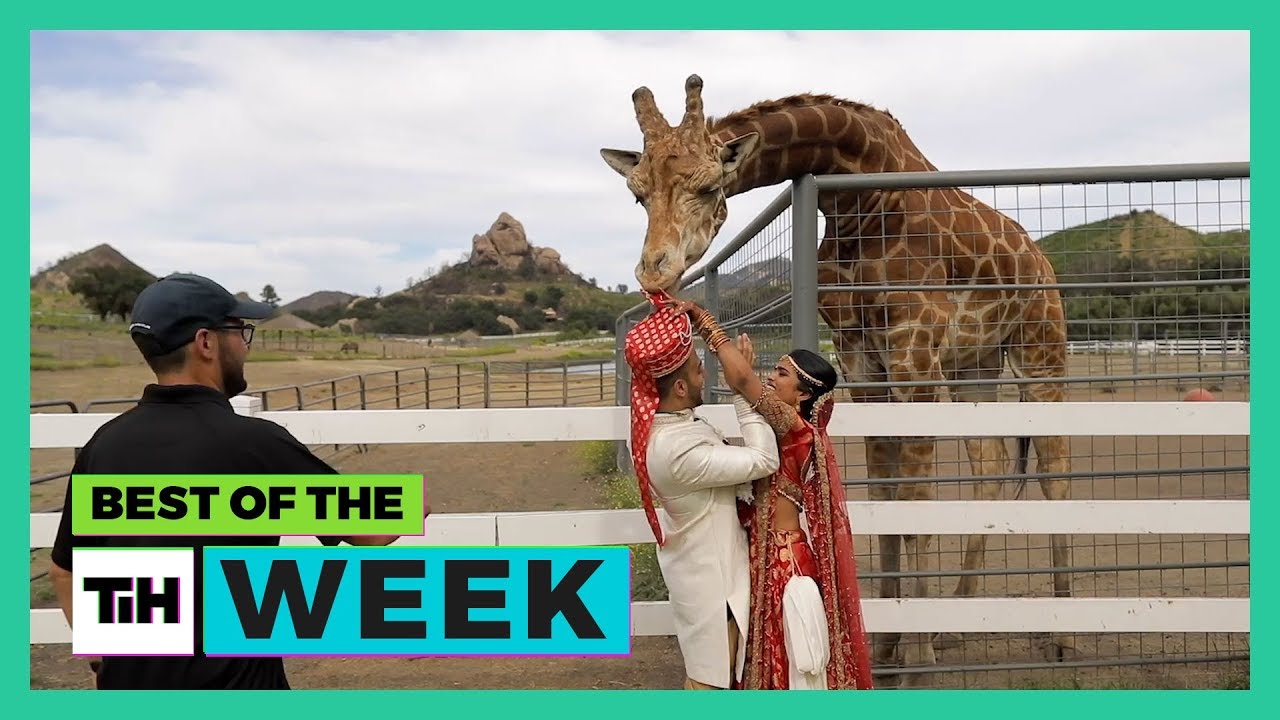 Animals are the Ultimate Pranksters | Best of the Week - YouTube