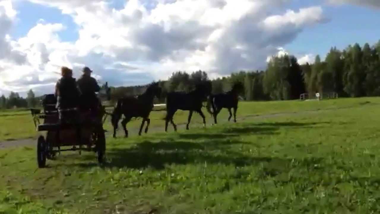 Villvattnet quadrem Rolf Hedquist horses carriage driving - YouTube