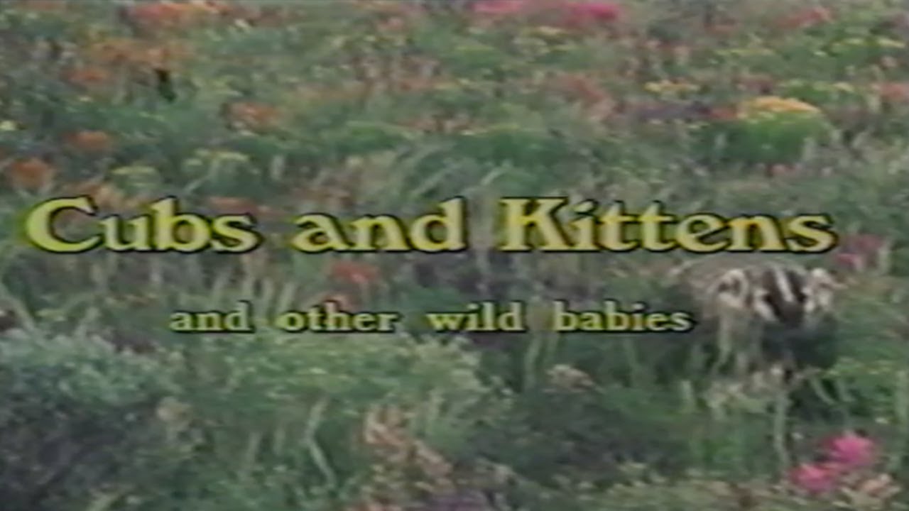 CUTE & CUDDLY CRITTERS: WILD PUPPY'S (1998) — Cubs and Kittens [VHS Rip ...