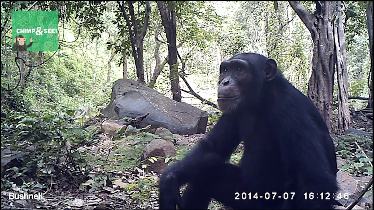 Chilling chimp Justin - YouTube