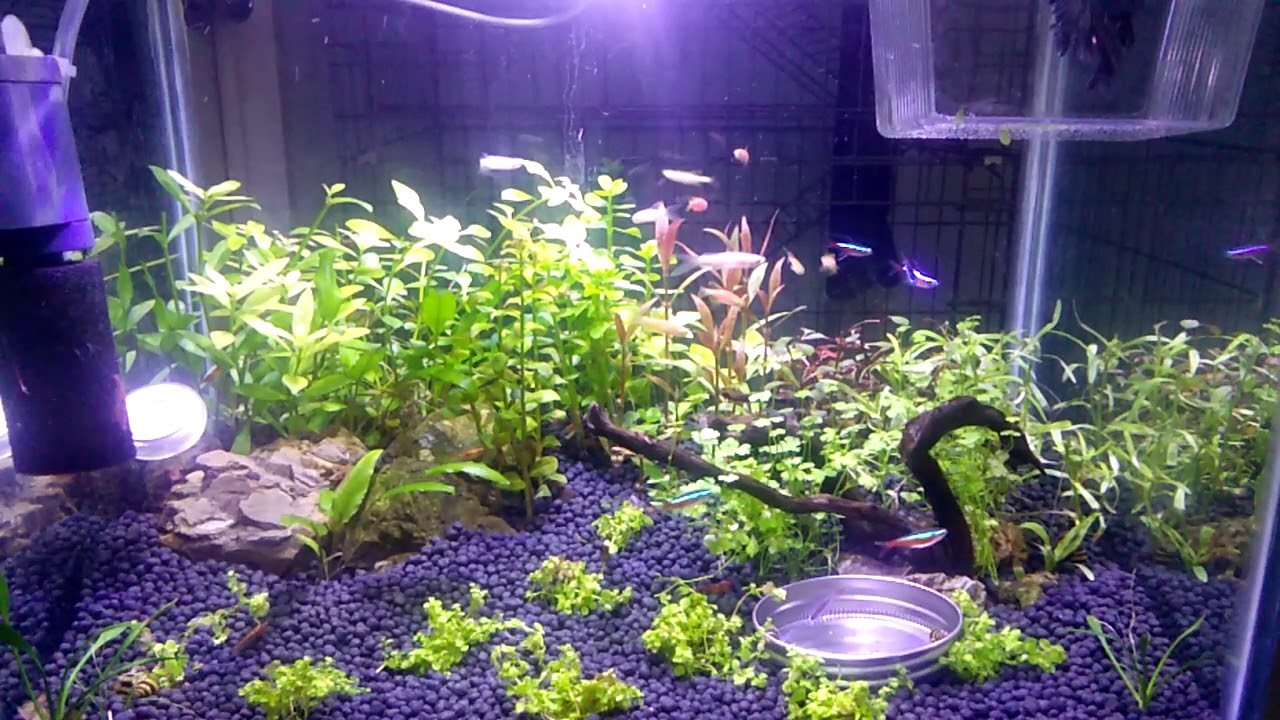 Cardinal Tetras with Zebra Danios - YouTube