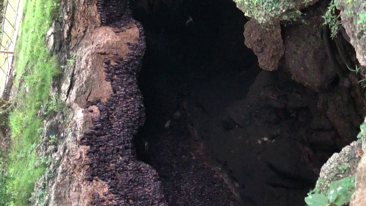 Monfort Bat Sanctuary at Samal Island, Philippines - YouTube