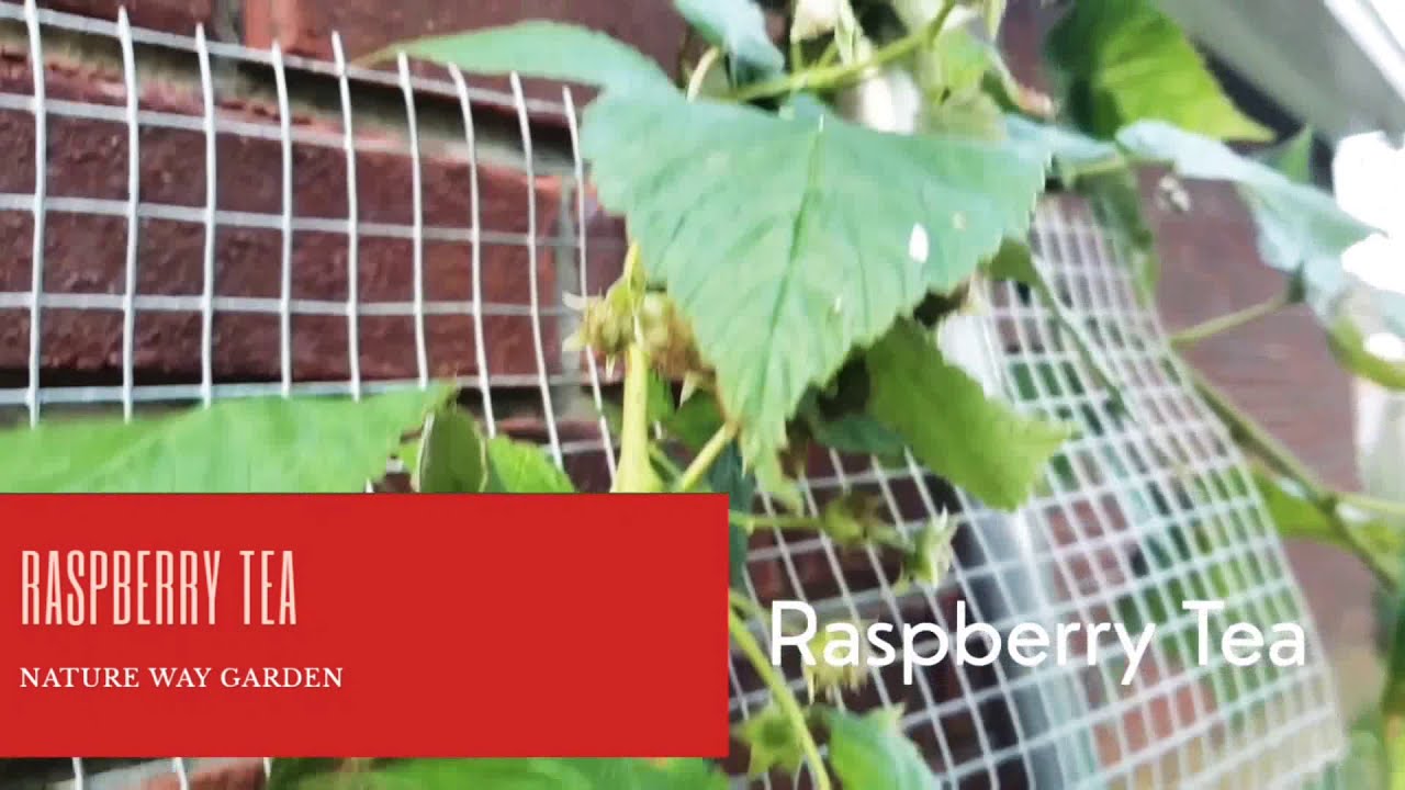 How to make Raspberry Tea - YouTube
