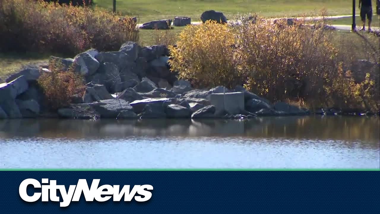 Two beavers killed after building dam in Calgary storm pond - YouTube