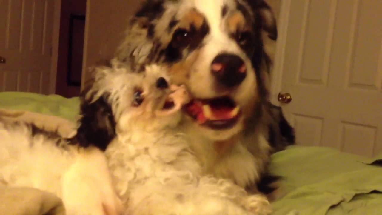 Tiny Shih Poo and big blue merle Australian Shepherd - YouTube
