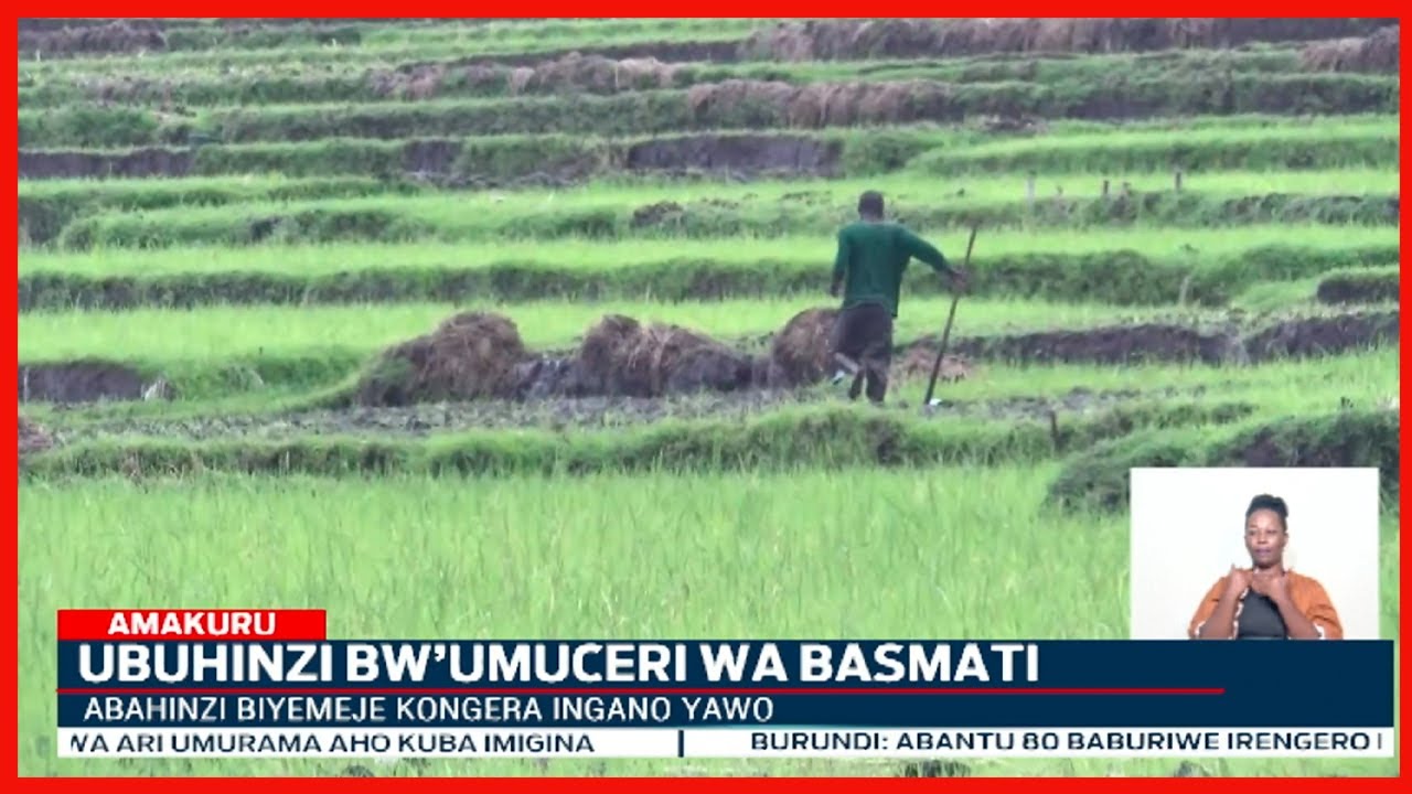 Abahinzi b'umuceri wa basmati biyemeje kongera ingano yawo - YouTube
