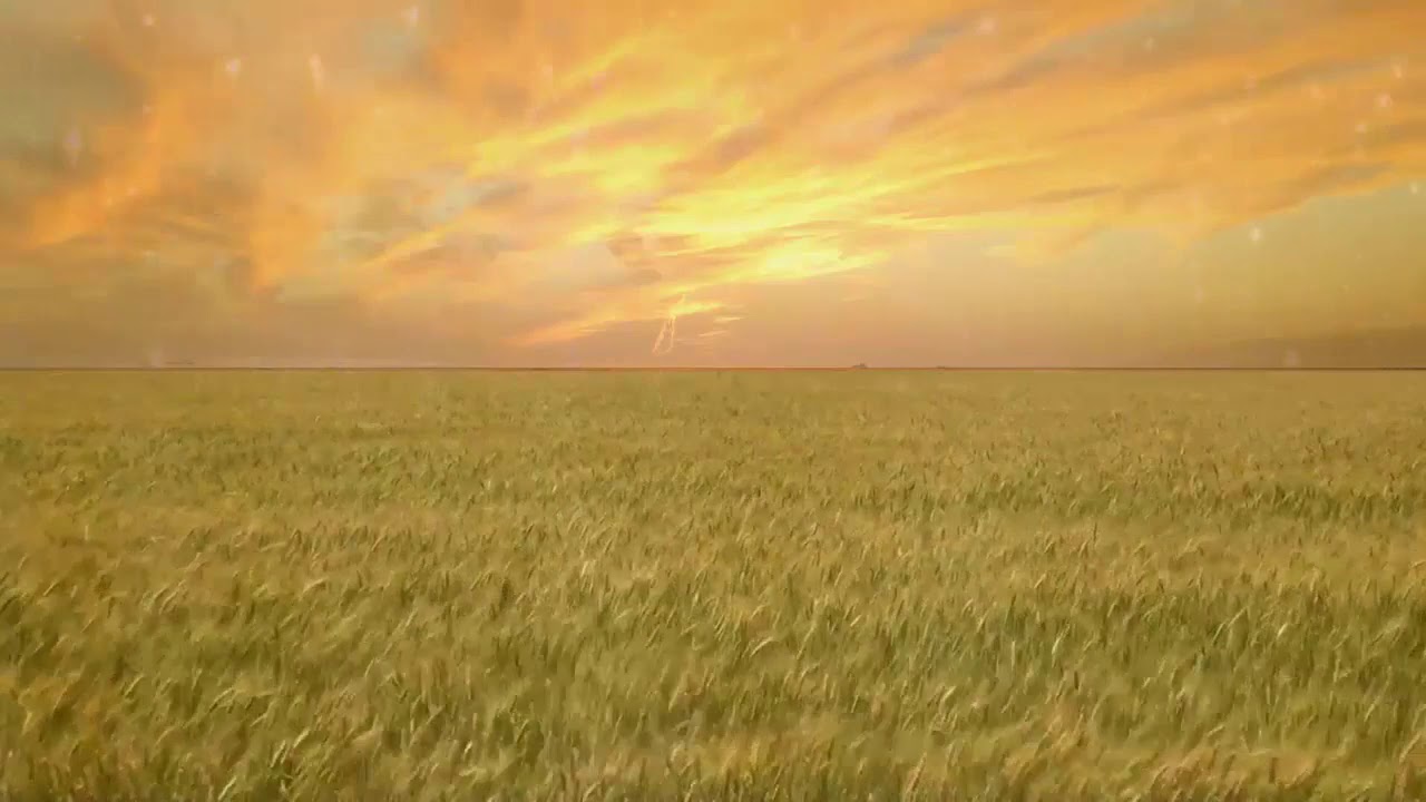No Copyright,Copyright Free,Copyright Music,Video Background,Wheat ...