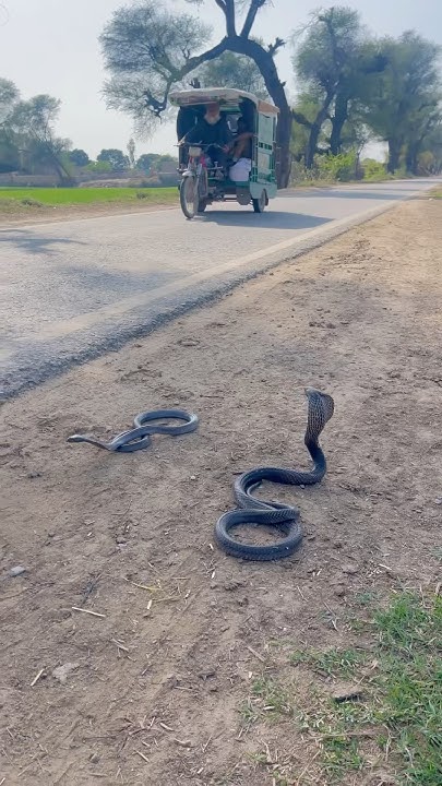 Riksha Driver Shocked! 2 Giant Snakes Block the Road#shortsfeed # ...