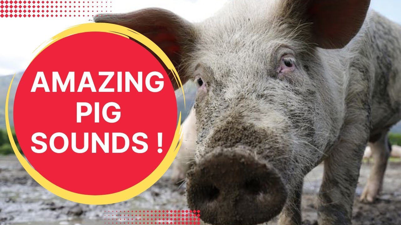 PIG SOUNDS ! | Real Pig hungry sounds | Pig farming house | pig ...