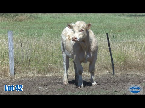 Lot 42 MOUNT WILLIAM TAKACS P BS 22T299E - YouTube