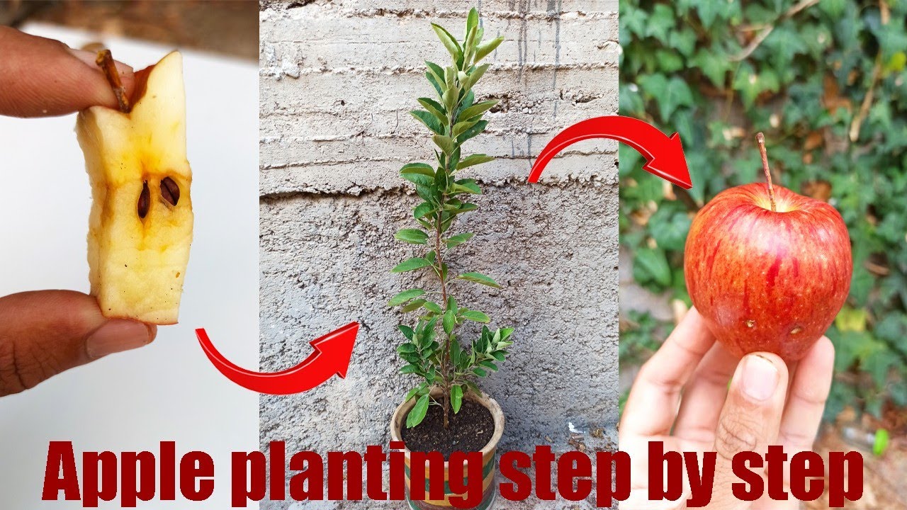 How to grow an apple tree from seed _an easy step-by-step process - YouTube
