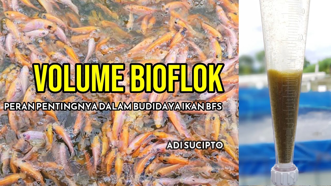 Mengungkap rahasia sukses budidaya ikan dan udang | volume bioflok dan ...