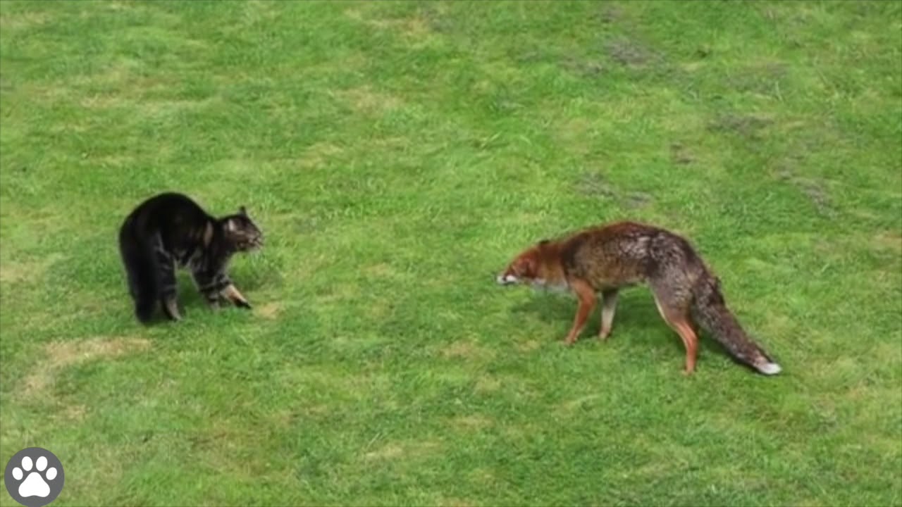 Cat Vs Fox - Rare Encounter! - YouTube