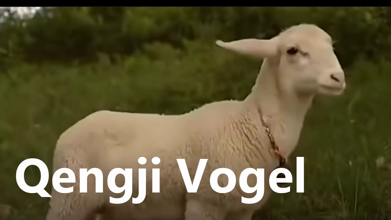 Qingji i vogel kenge per femije - YouTube