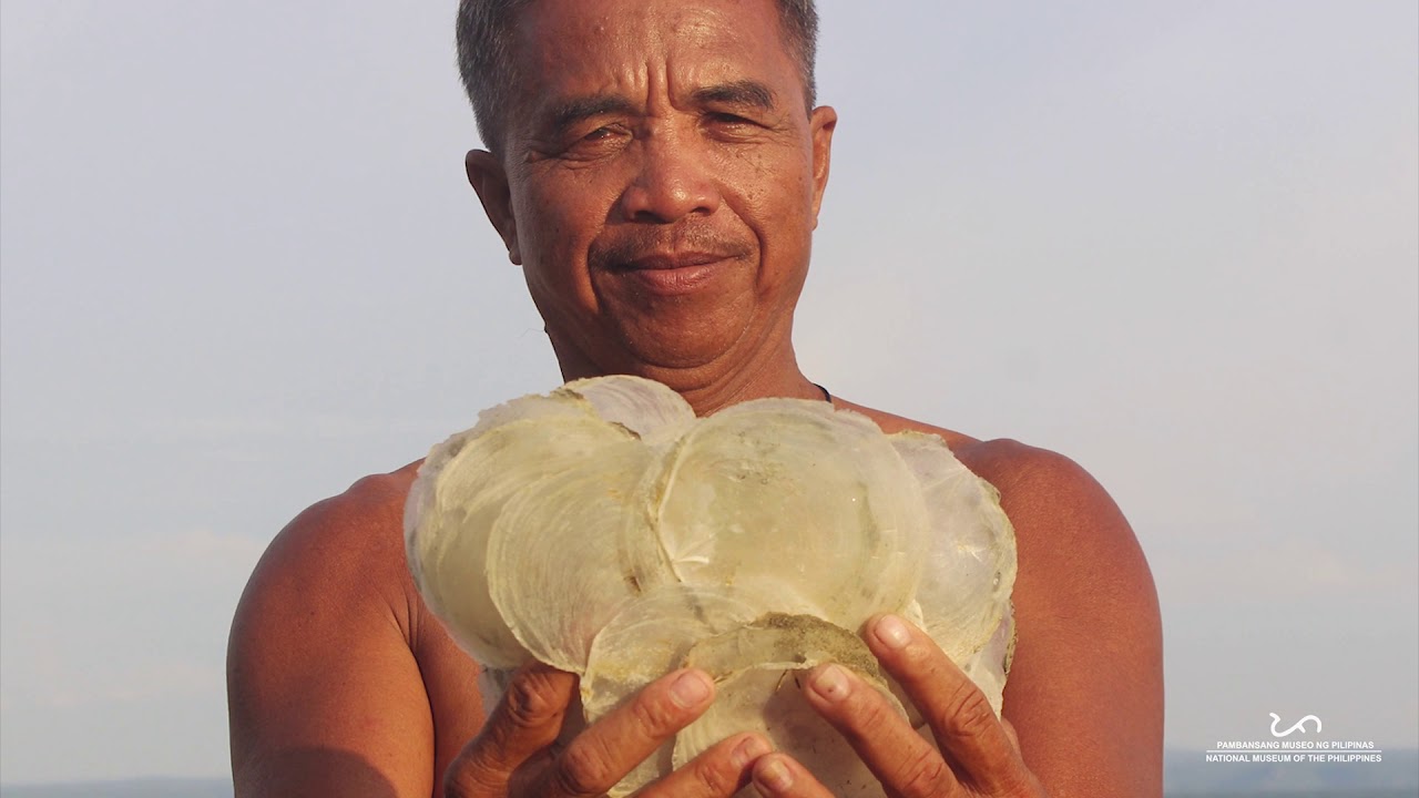 Placuna placenta: Capis Shells and Windows to Indigenous Artistry - YouTube