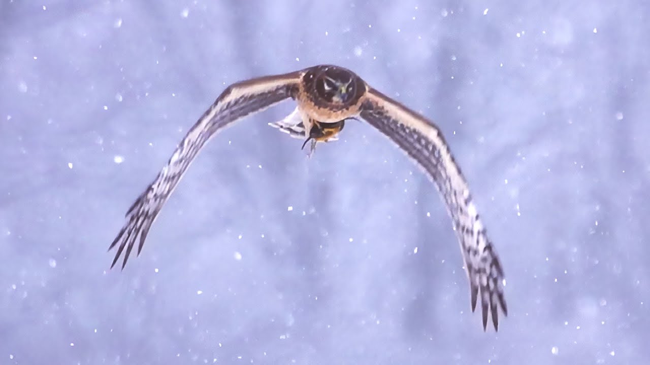 Northern Harriers Hunting in the Snow - YouTube