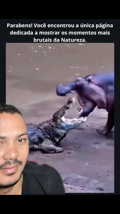 Jacaré vs Hipopótamo - YouTube