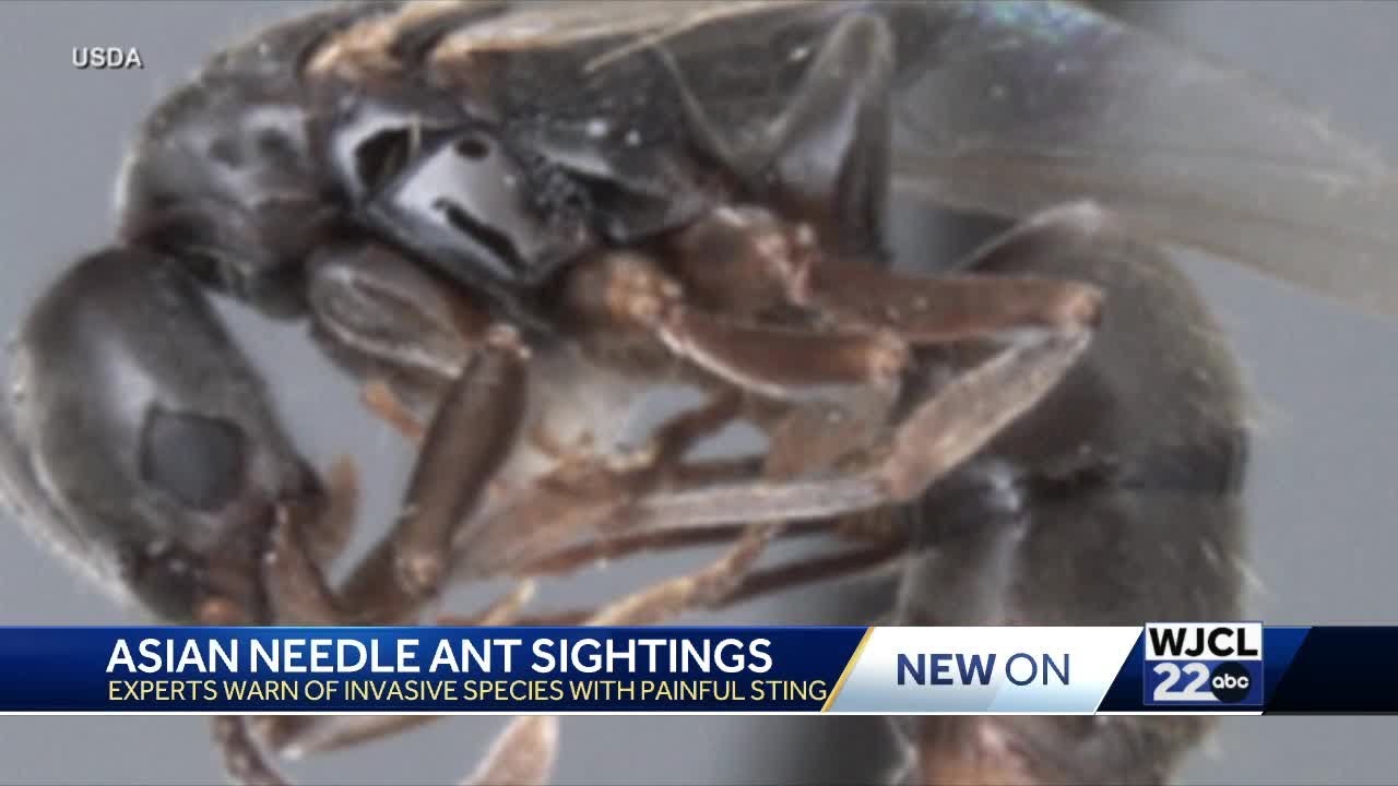 Experts warn of invasive Asian needle ant in Georgia, South Carolina ...