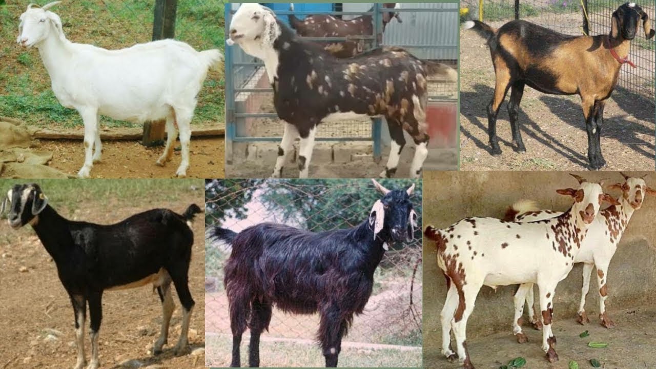 भारतीय शेळ्यांच्या जाती/Breeds of Indian goats. - YouTube