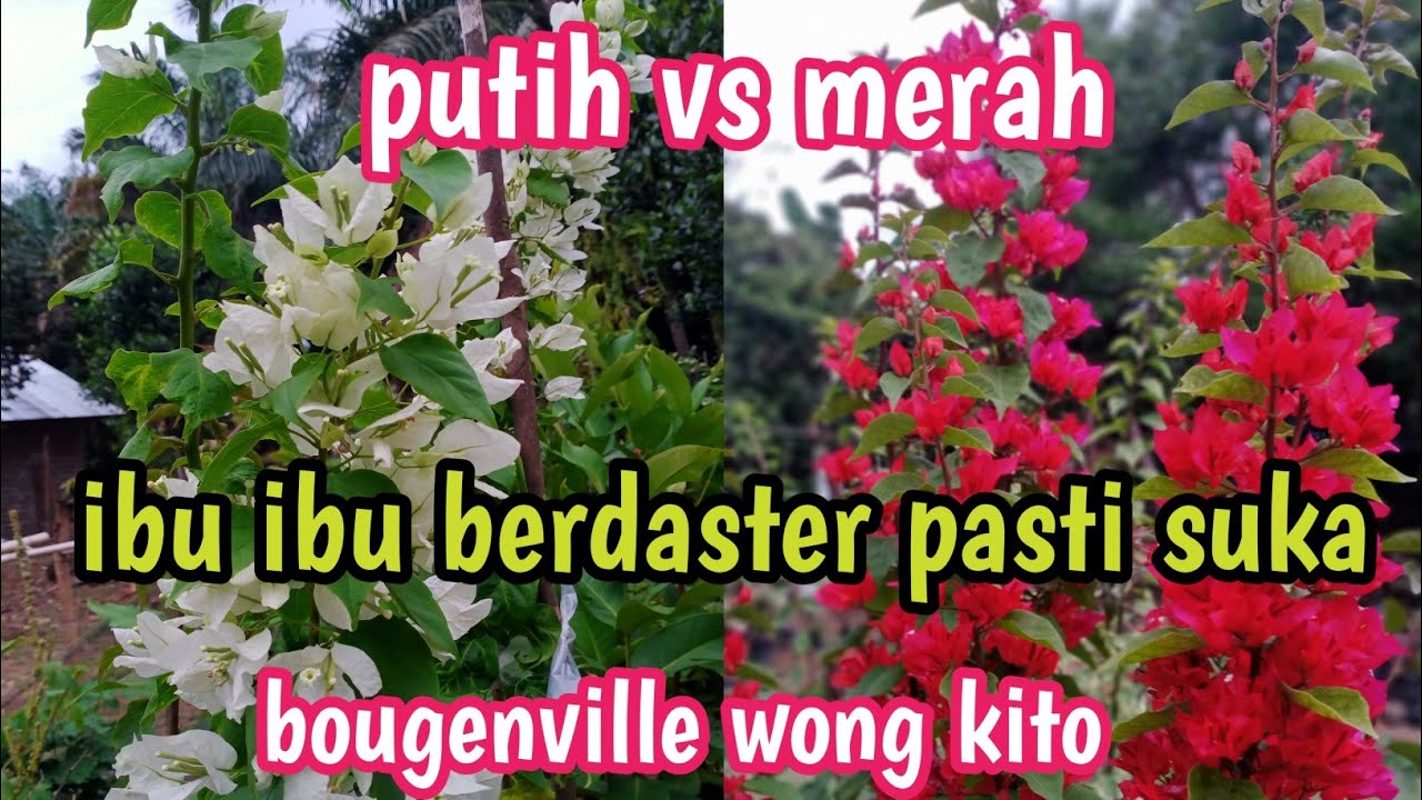 BUNGA KERTAS EKOR MUSANG WARNA PUTIH DAN MERAH KOLEKSI ...