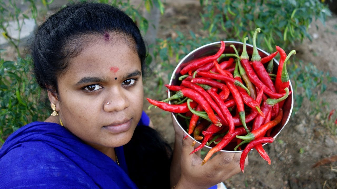 Fresh Organic Red Chilli Chutney -Traditional Way Of Cooking - Village ...