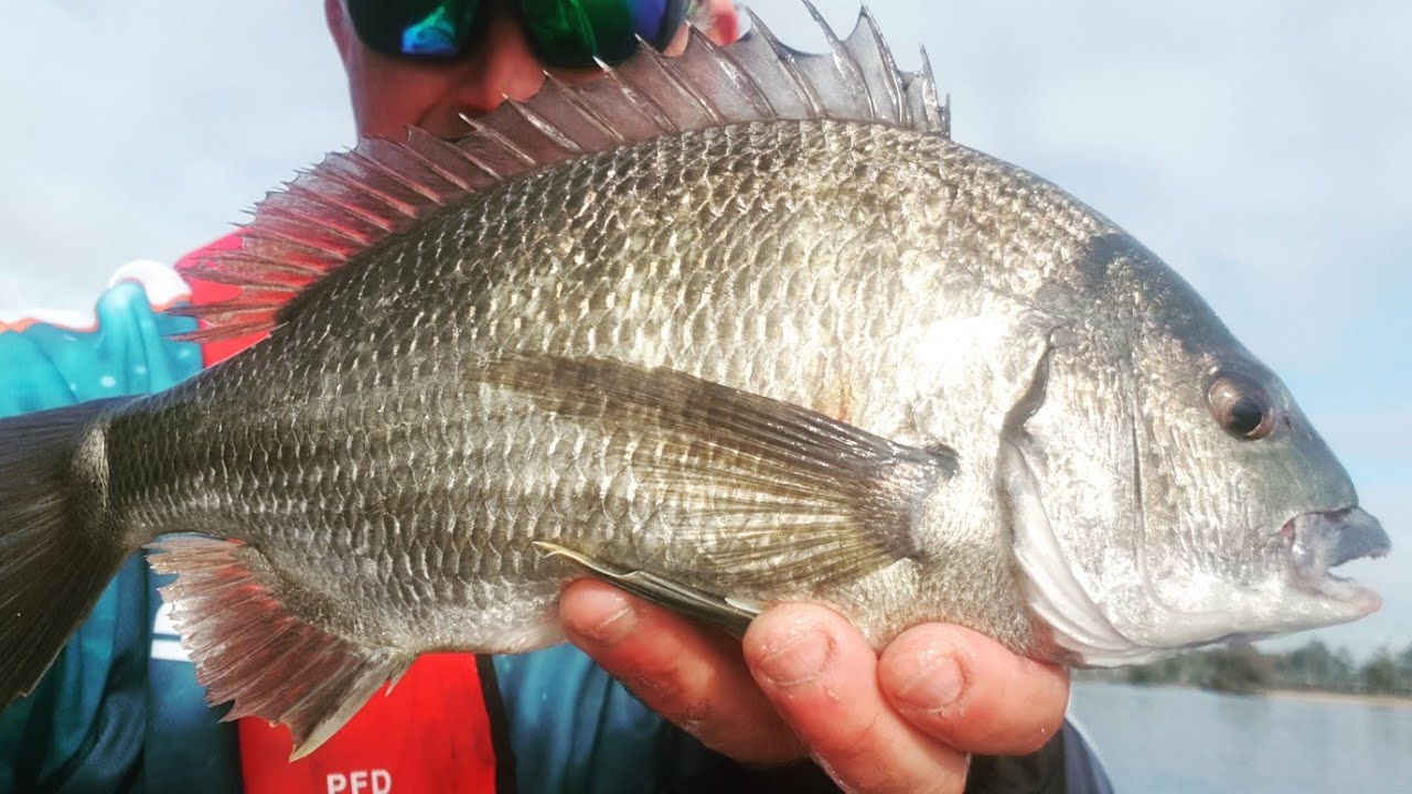 Perth Helicopter helped me catch this Big Bream ..lol - YouTube