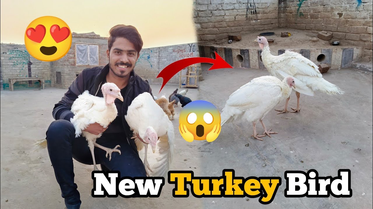 New Turkey Bird Le Kar Aye😍 - YouTube