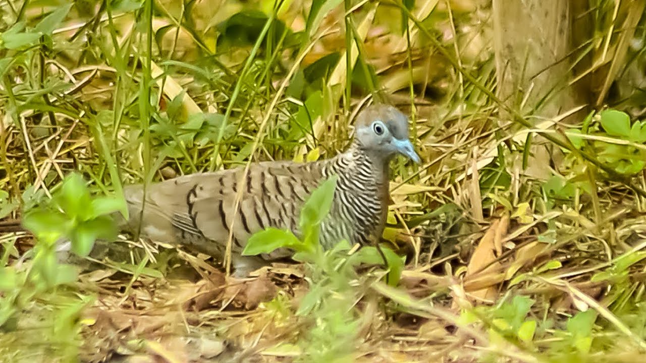 A turtle doves scratch and dig for bait in bamboo roots - YouTube