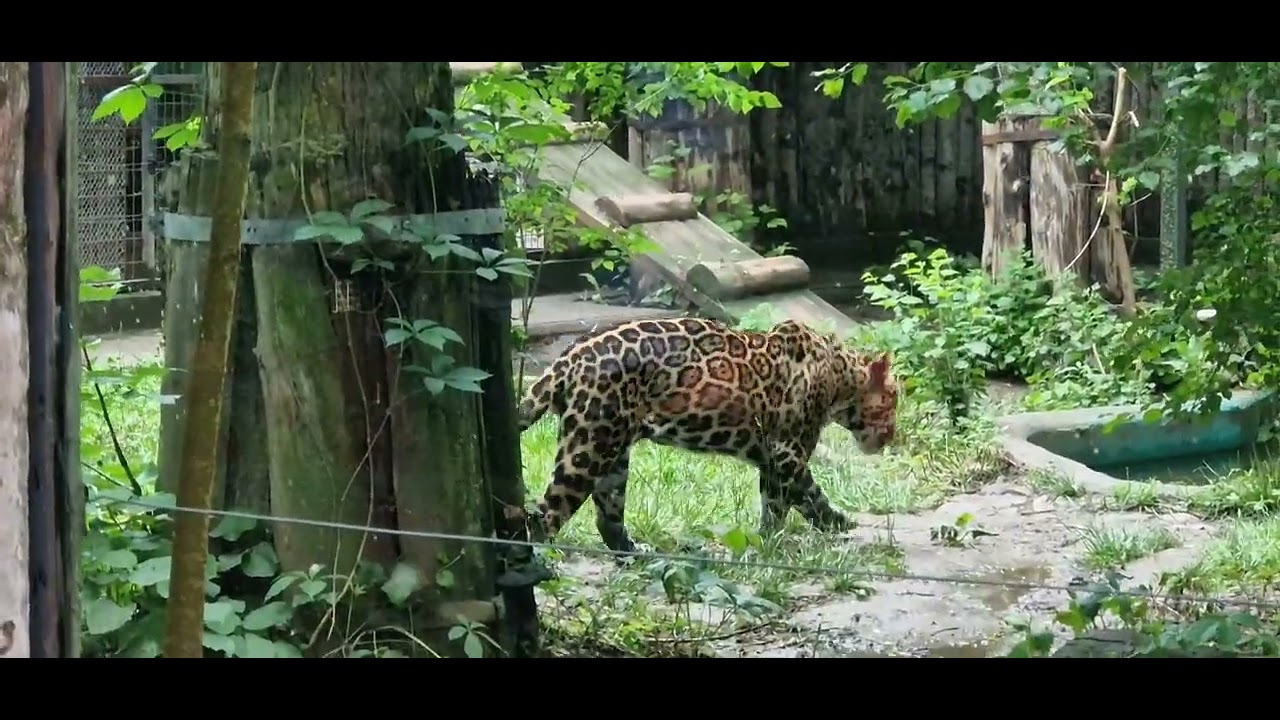 Zoo Baneasa animals - Bucharest Romania walking tour - YouTube