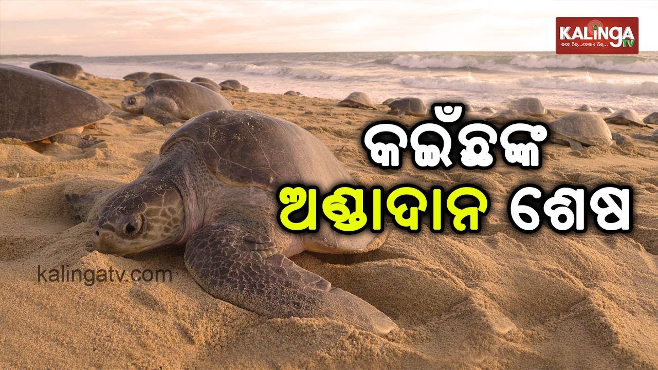 Mass Nesting Of Olive Ridley Turtles Concludes At Gahirmatha | Kalinga ...