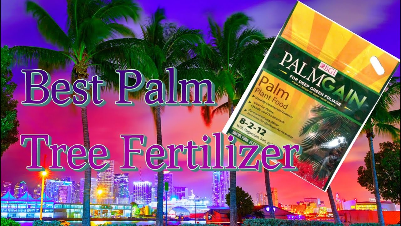Best Palm Tree Fertilizer YouTube Best Palm Tree Fertilizer YouTube