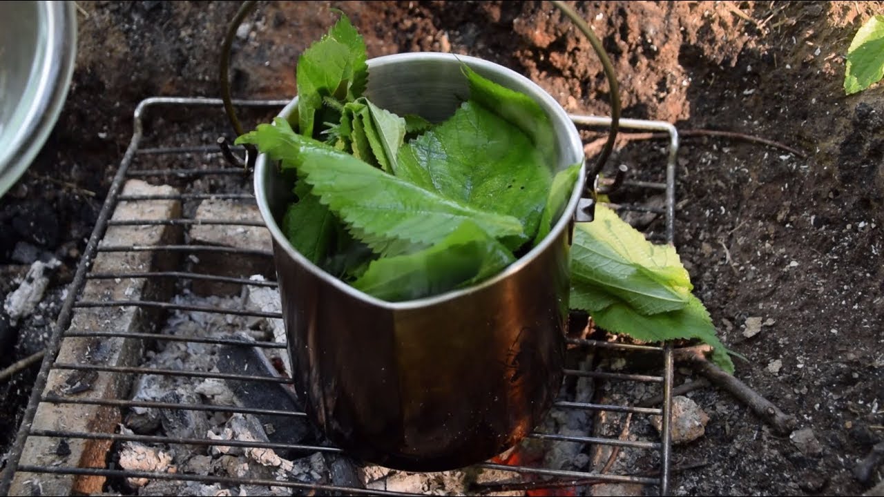 Cooking Wood Nettle Greens Over A Fire - Wild Edibles - YouTube