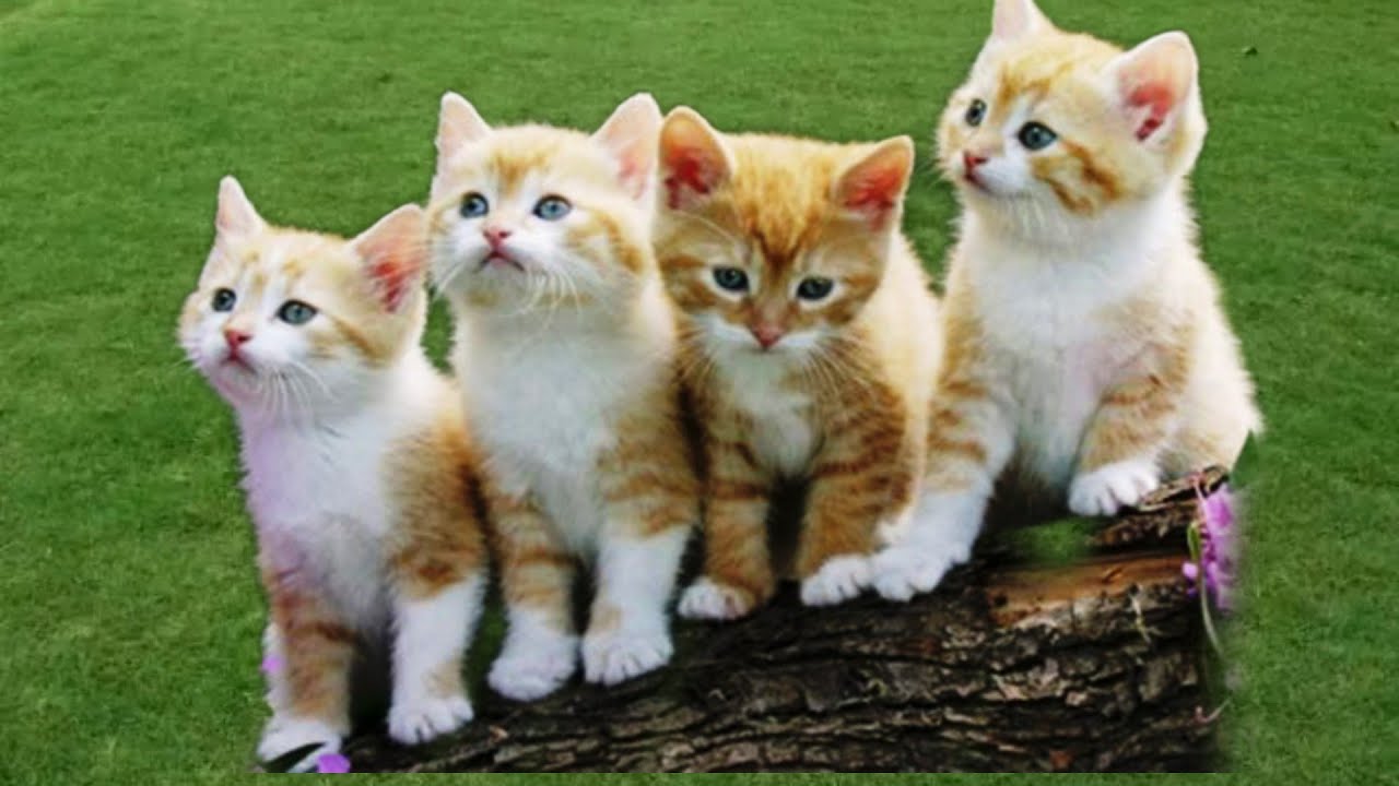 ANAK KUCING MEONG MEONG‼️ KUCING TELON PUTIH LUCU‼️KUCING MEONG MEONG # ...