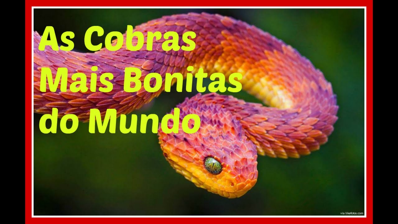 As Cobras Mais Bonitas do Mundo - YouTube