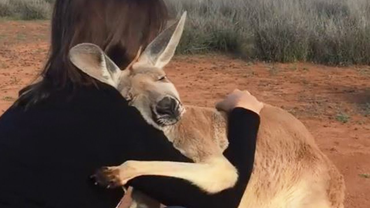 11 Most Heartwarming Animal Rescue Stories - YouTube