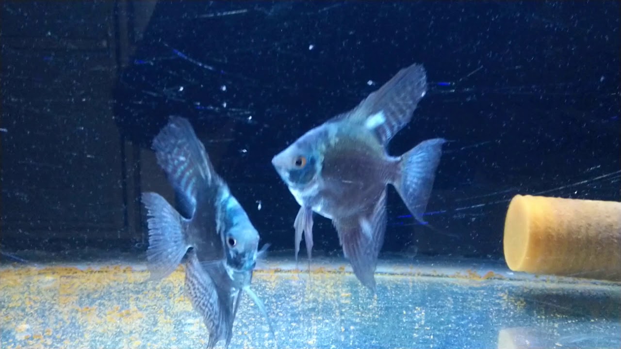 Mercury Blue Pinoy. (Mumbai) - YouTube