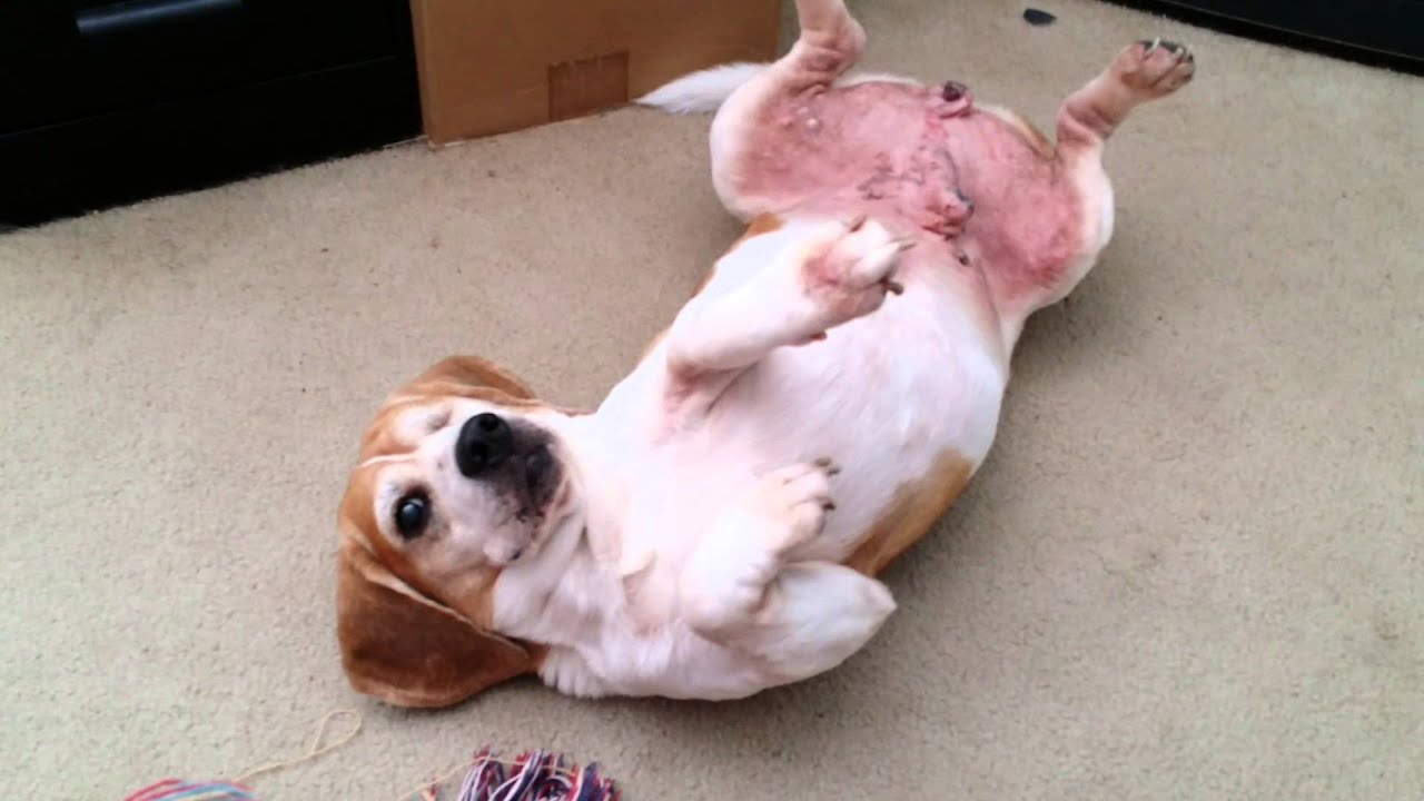 Beagle Speaks And Plays Dead For Milkbone - YouTube