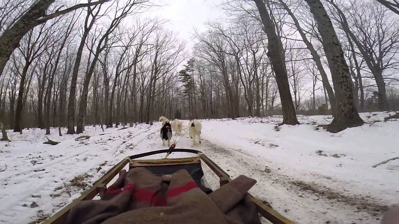 Dog Sledding at Arctic Paws www.arcticpawsdogsledtours.com - YouTube