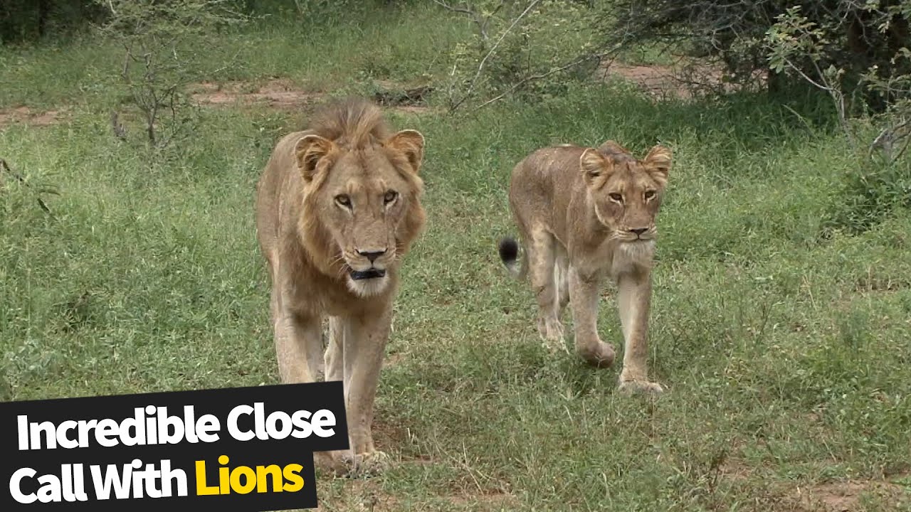 Incredibly Close Encounter With Lions | South African Safari 2021 - YouTube