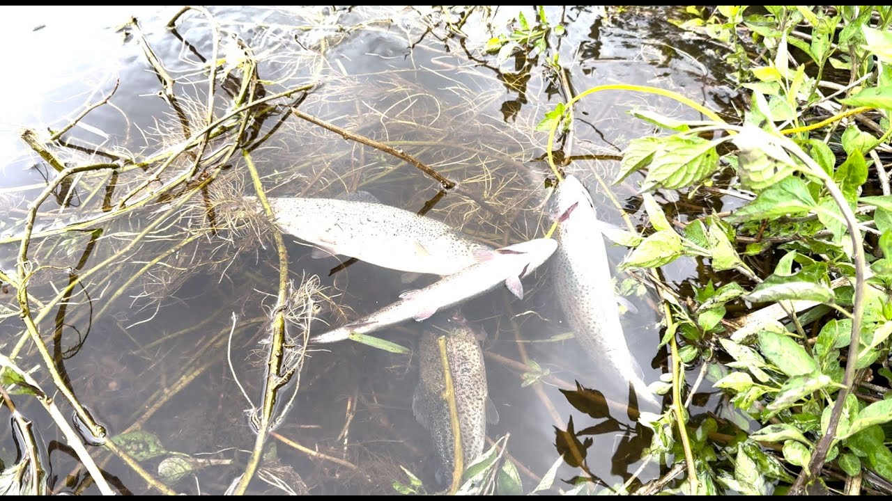 Secret fishing spot and Bait for Trout Fishing. - YouTube