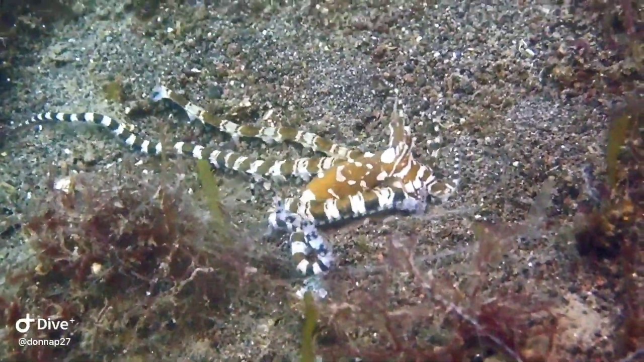 WonderPus Octopus Retreating into Burrow - YouTube